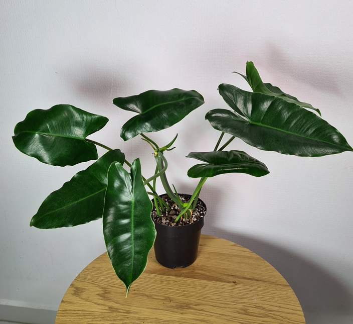 Philodendron Burle Marx - Blisko Przyrody